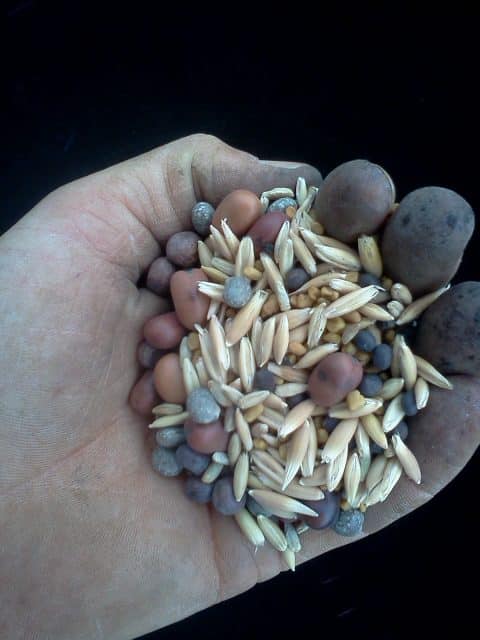 Seven Steps to Growing a Green Manure Crop - The Green Folly